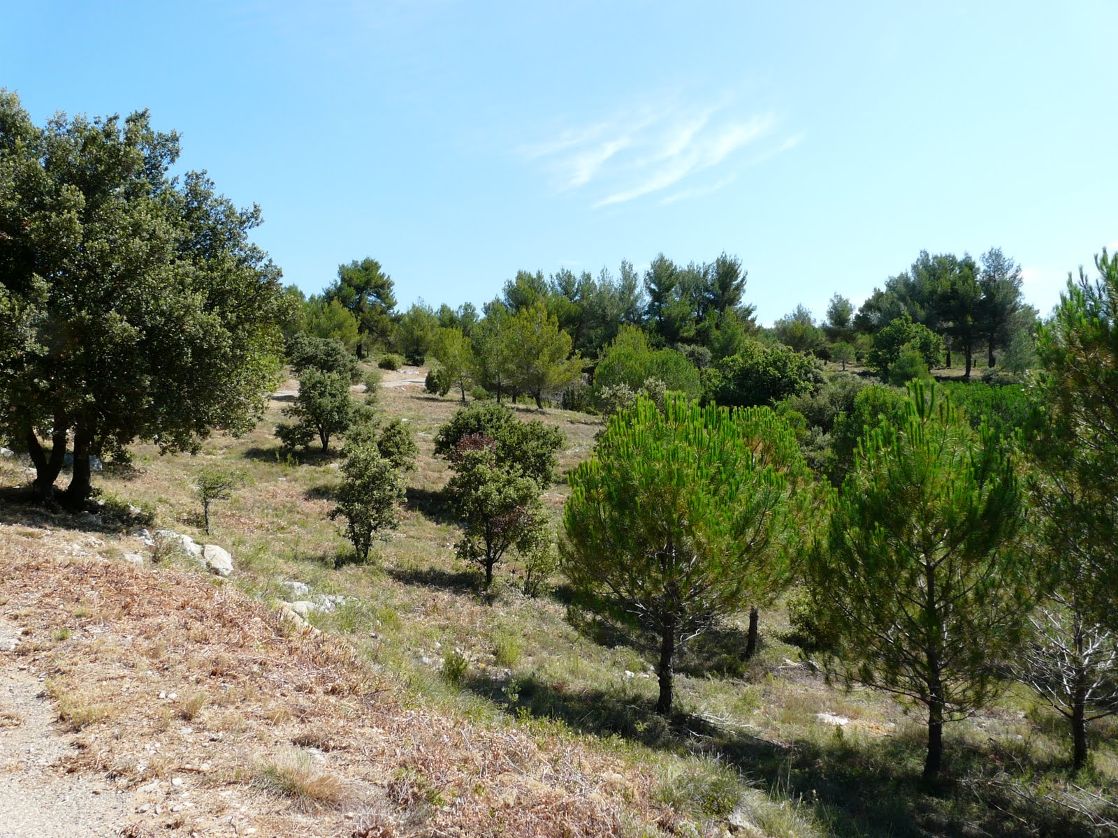 Une forêt en Provence: Actualité