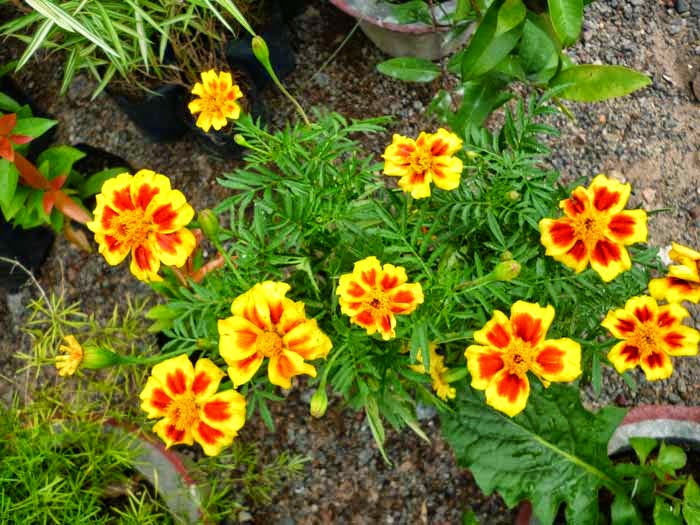 Marigold Star Fire-Tagetes-Marigold Bicolor | SL Flora