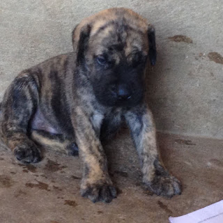 Boerboel Tigrado 03/004 - Mozambique dogs