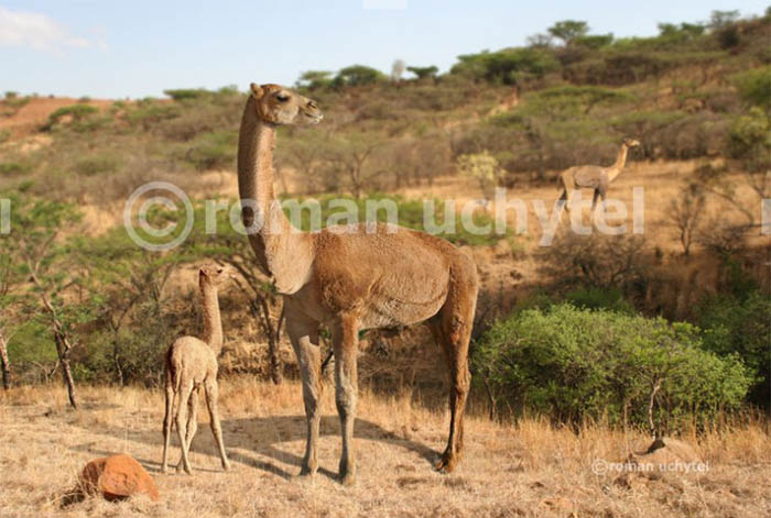 Mundo Pré-Histórico: Aepycamelus, o camelo girafa
