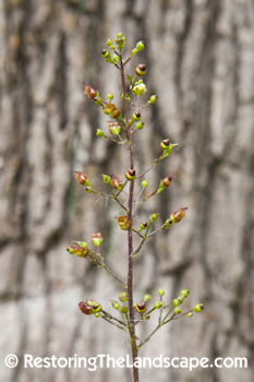 Restoring The Landscape With Native Plants: Discoveries Out and About ...