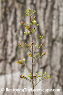 Restoring The Landscape With Native Plants: Discoveries Out and About ...