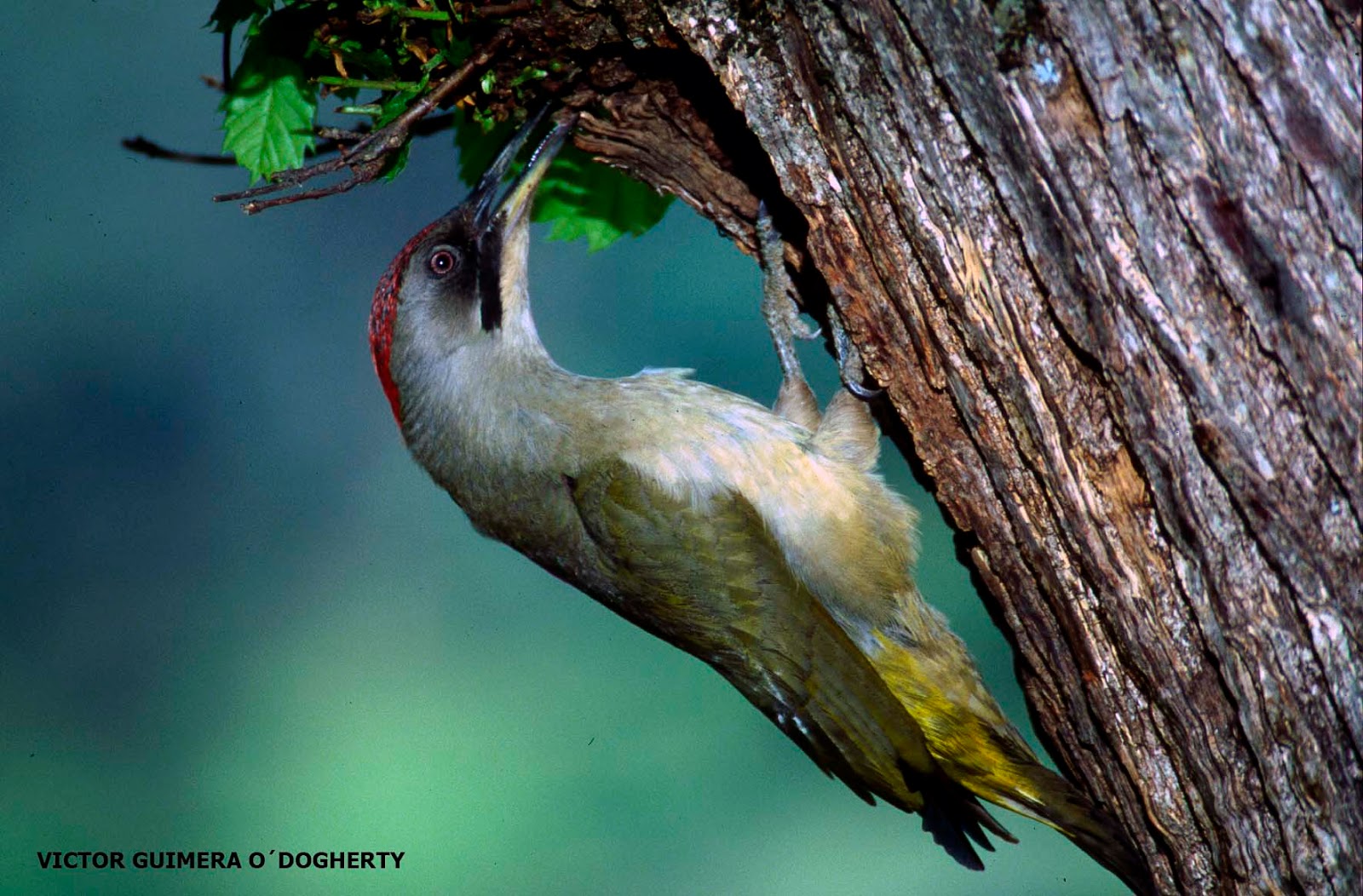 Mis imágenes de aves: FOTOS DEL PITO REAL