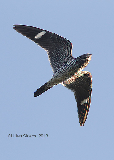 Birding Is Fun!: Epic Common Nighthawk Migration