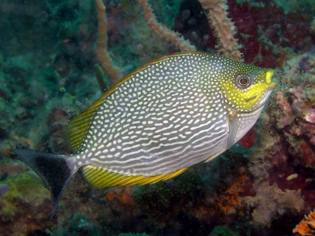 Rabbitfish - Fishes