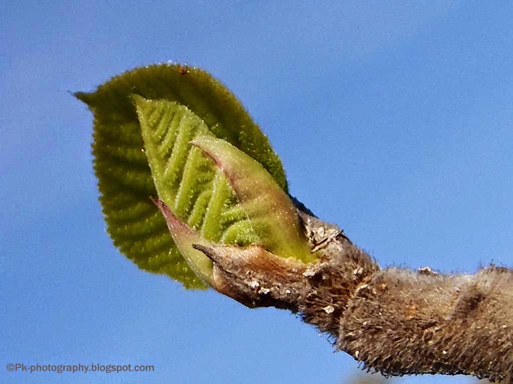 Fig Tree New Shoot | Nature, Cultural, and Travel Photography Blog