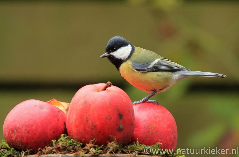 Koolmezen op de voederplek