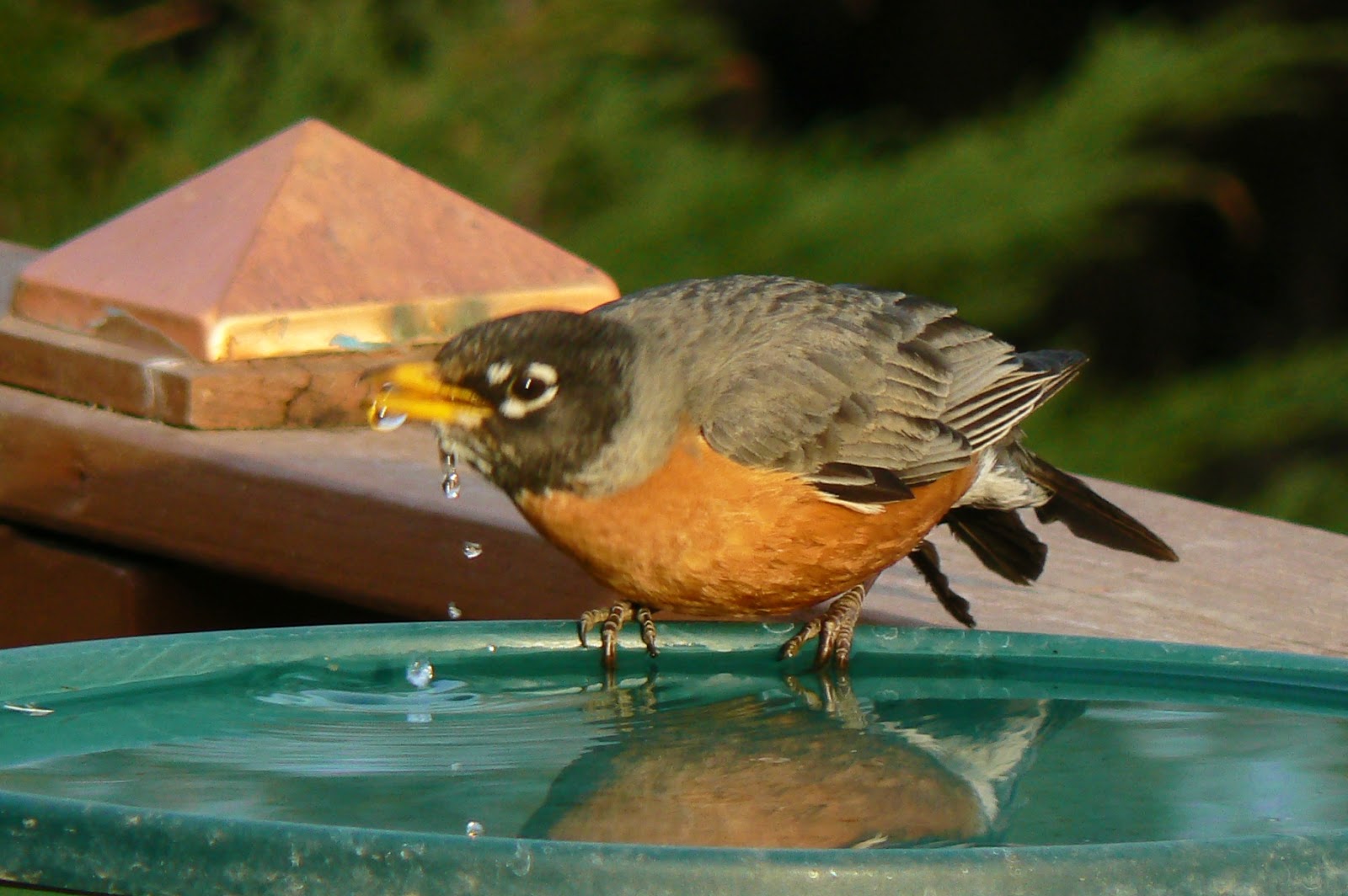 Robin drinking water : r/pics