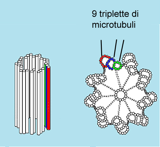 Liceo Scientifico e Linguistico Galileo Galilei di Civitavecchia ...