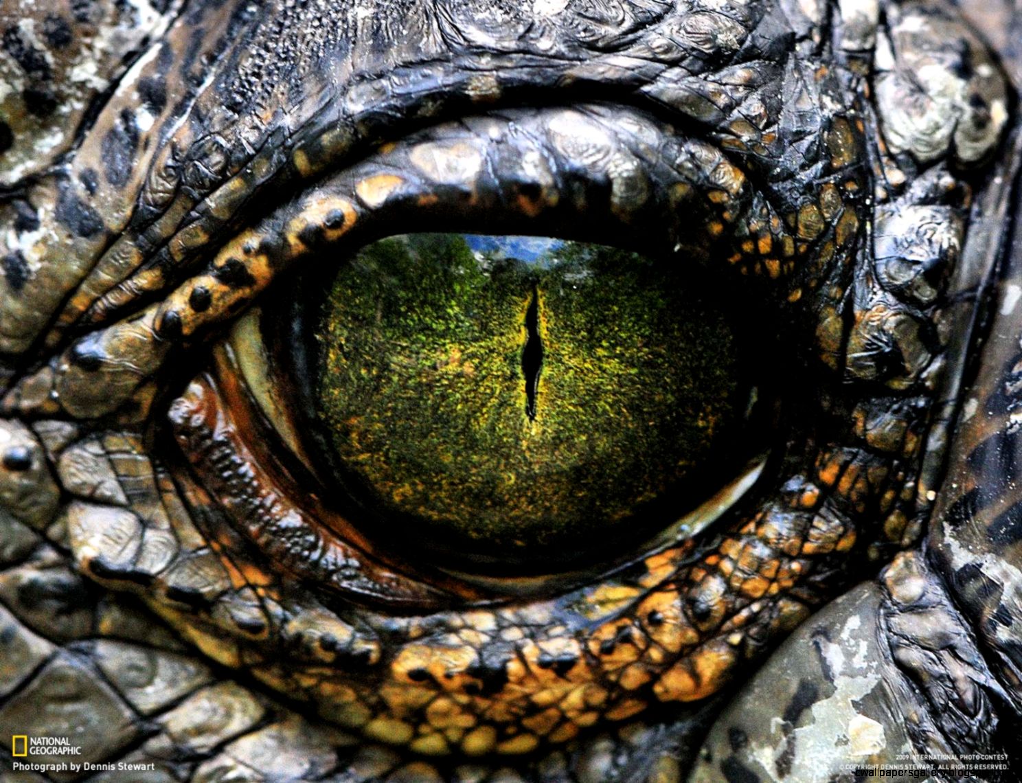 Reptile Animals | Wallpapers Gallery