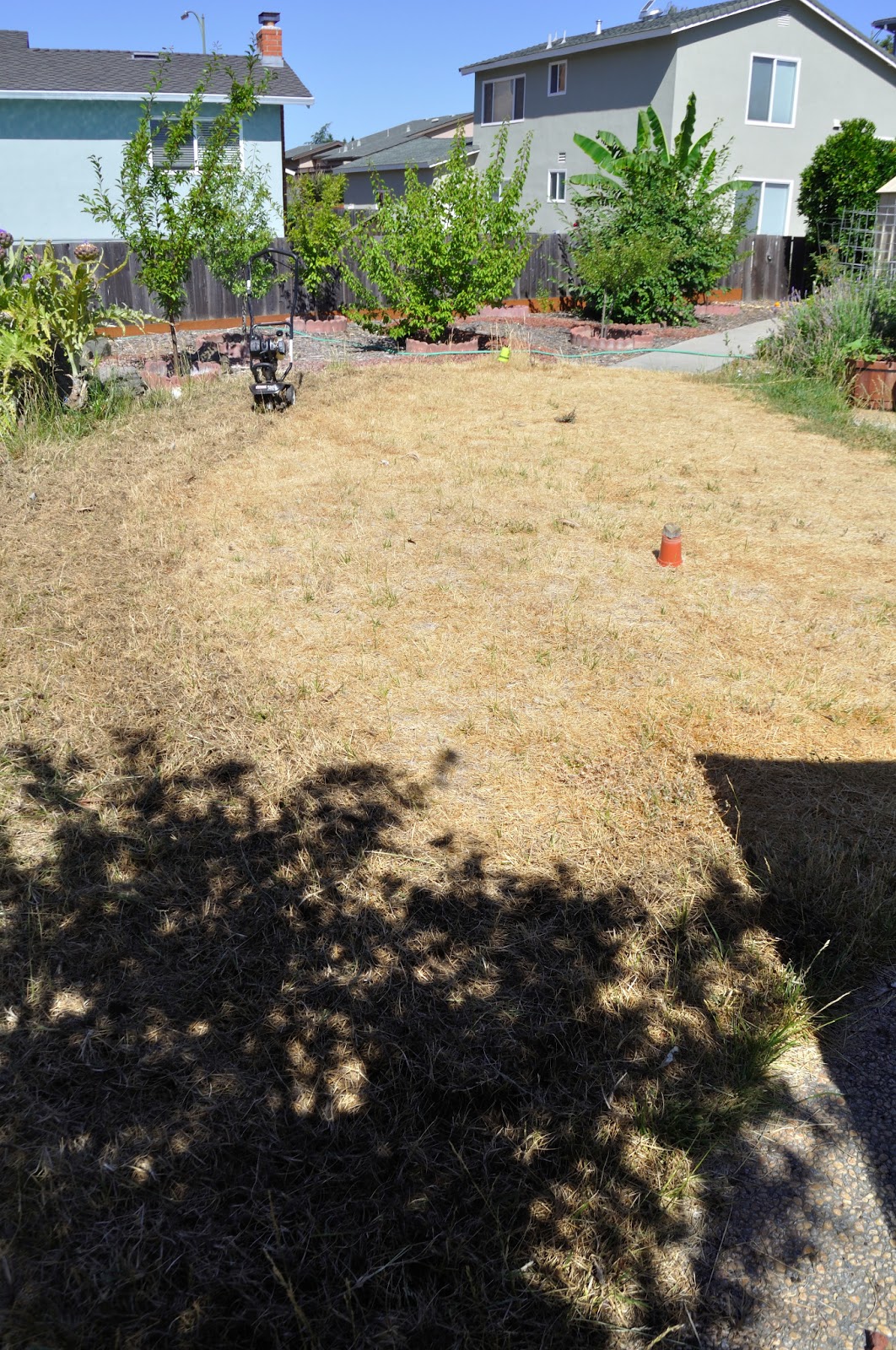 Solarizing the lawn – Byddi Lee