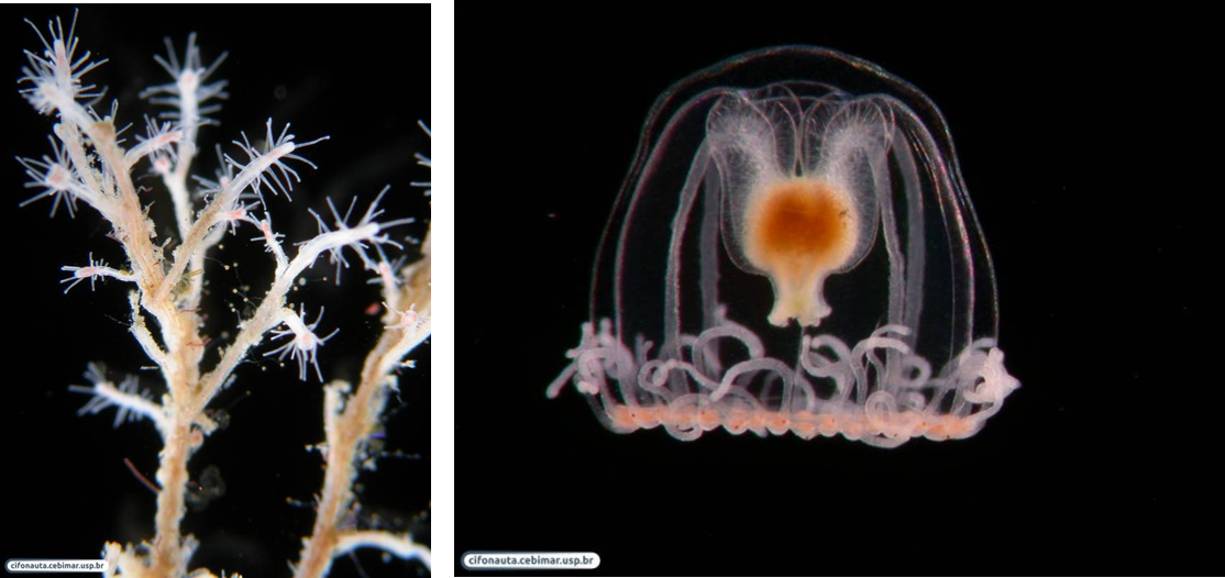PrionicProtein: Cnidarios (medusas, pólipos y corales)