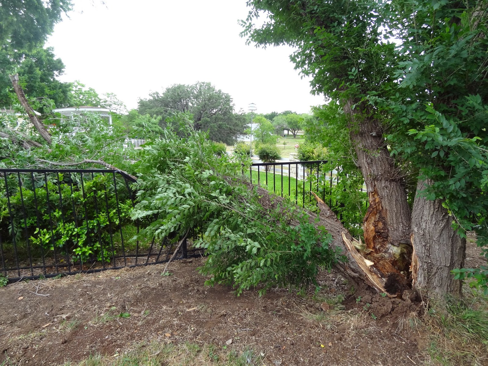 Rebecca's Texas Garden: Wind Damage