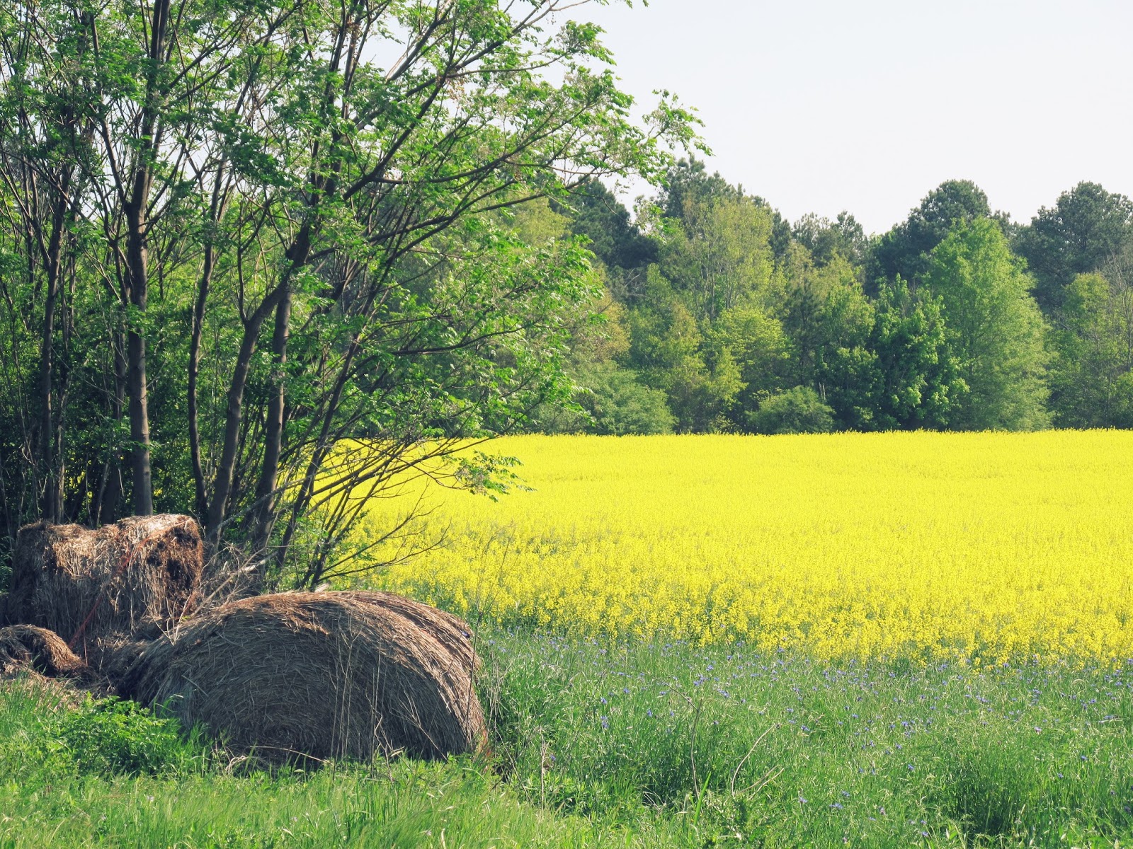 RURAL GEORGIA ROAD TRIP | Suzanne MacCrone Rogers • Italian Girl in ...