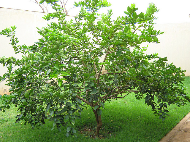 Unaienses: A Medicina natural e o fruto do Limoeiro