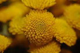 FLOWERS ENCYCLOPAEDIA: button pom flowers