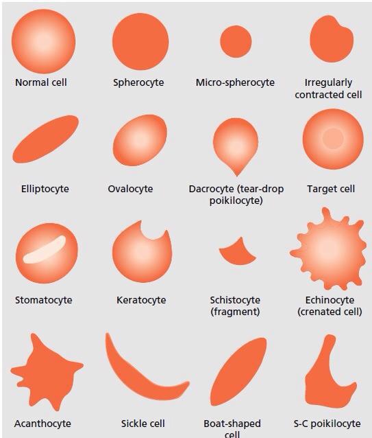 VETERINARY HEMATOLOGY DEXTERVET: boat- shaped cell
