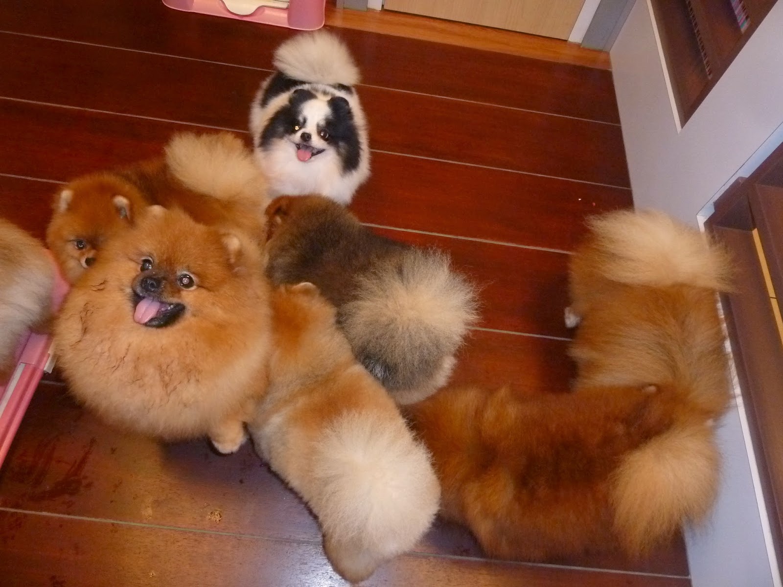 Kee Hua Chee Live!: POM'S WORLD AT JALAN KLANG LAMA SELLS BEST ...