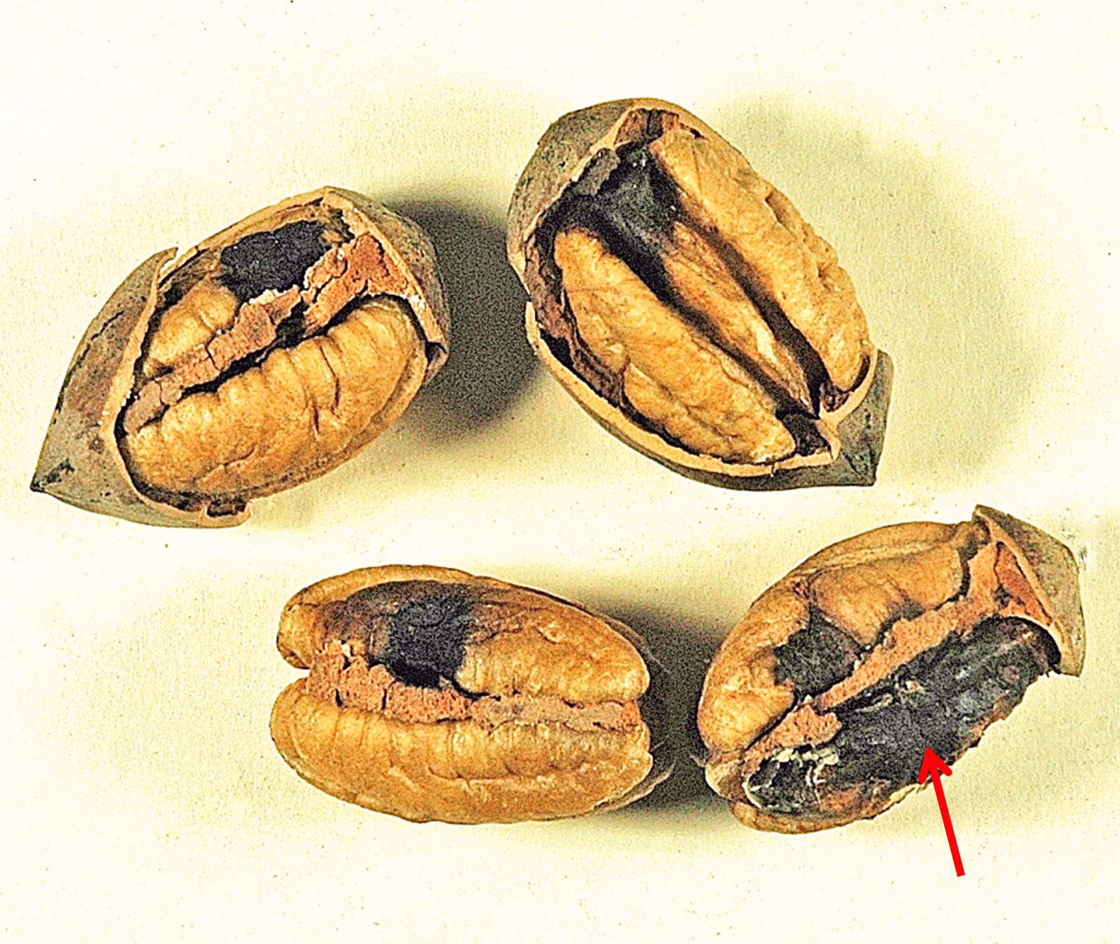 Northern Pecans: More than black spots on pecan kernels