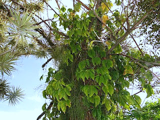 O Fazedor de Auroras: O cinamomo