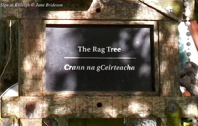 The Ever-Living Ones: Rag Trees