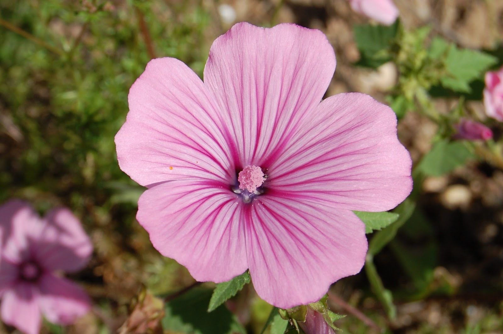 Flora da Serra da Arrábida: Malva-de-três-meses (Lavatera trimestris)