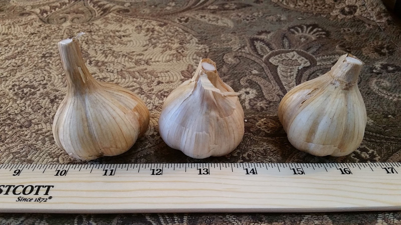 Our Tiny Farm in Western NC: Fall Sale List: Shallots, Elephant Garlic ...