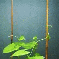 I have a real fear of vines, should i watch Swamp Thing? | ResetEra