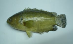 Perikanan Air Tawar: IKAN BETOK (Anabas testudineus BLOCH)