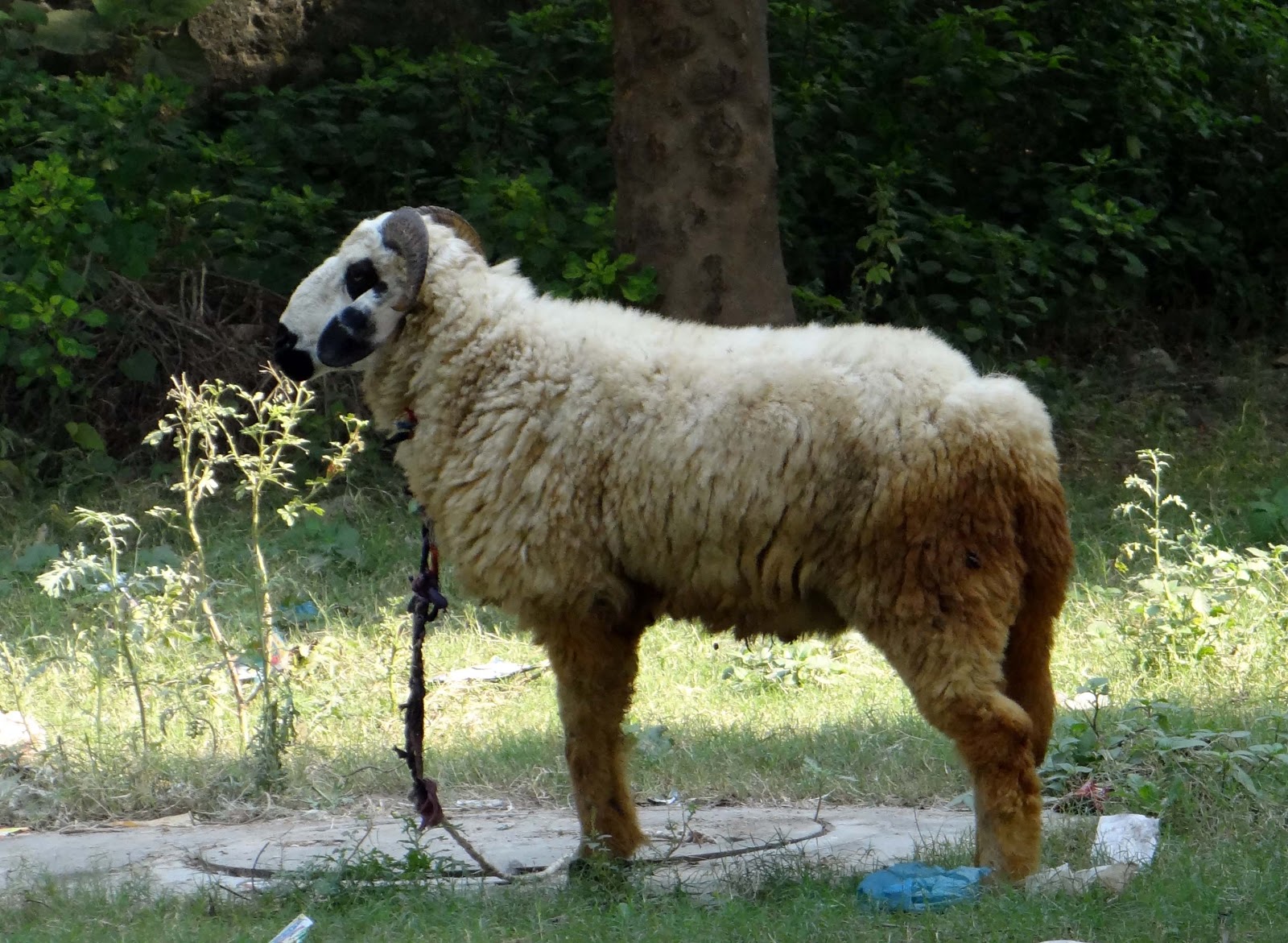 Footloose: 14. Back to the roots: A trip to Lucknow 3