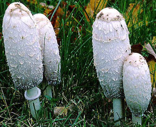Setas y hongos: Coprinus comatus - Barbuda