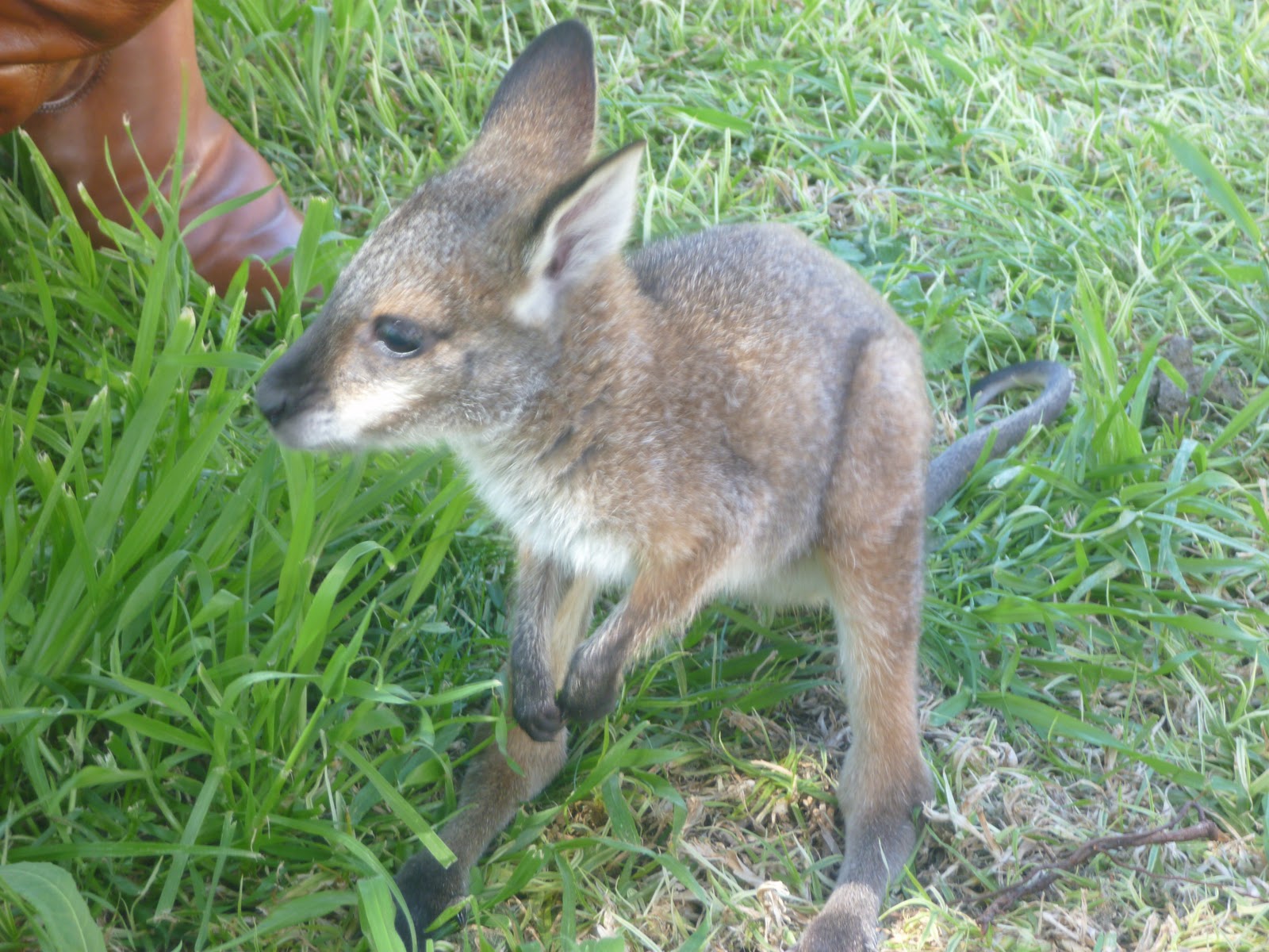 Raising Millie, a baby wallaby