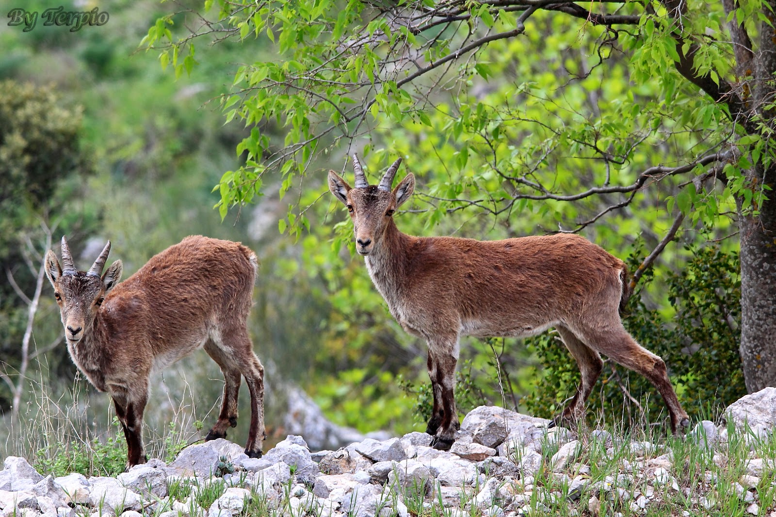 Viajes, Salidas, Naturaleza, (Fotografía).: Cabra Montés (Capra Pyrenaica).