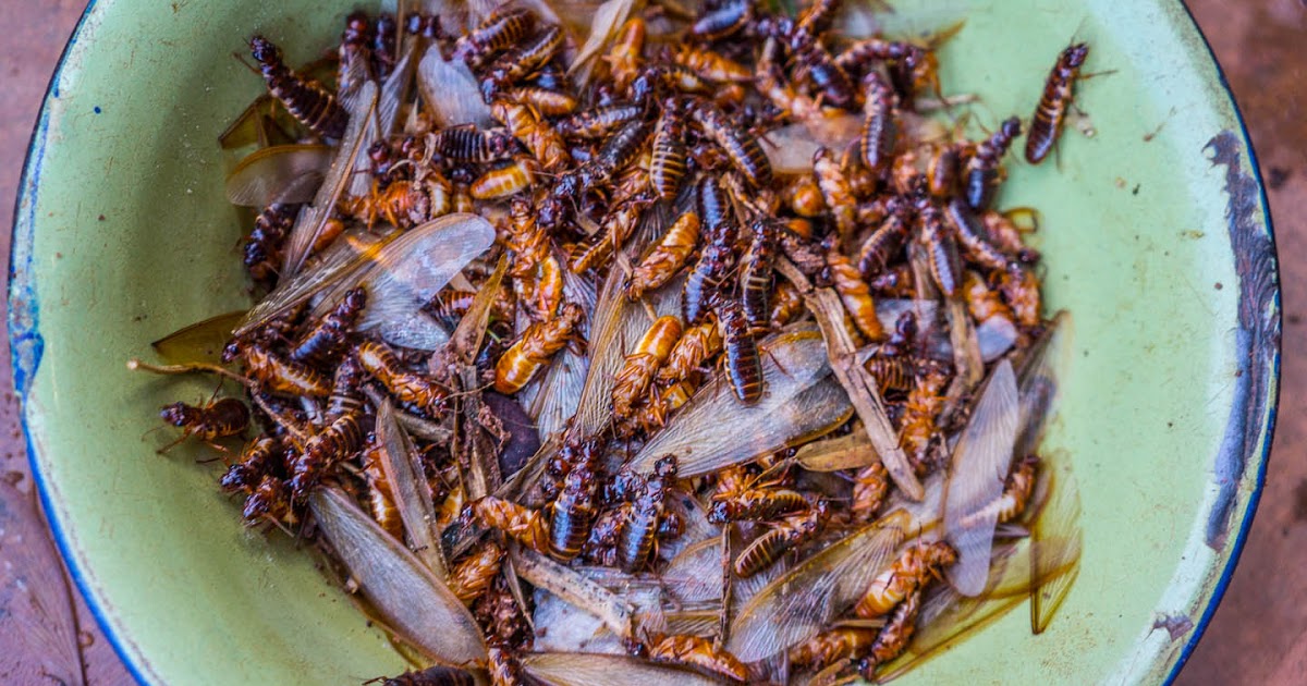 Dimples: Termites for Food? A Bukusu Perspective