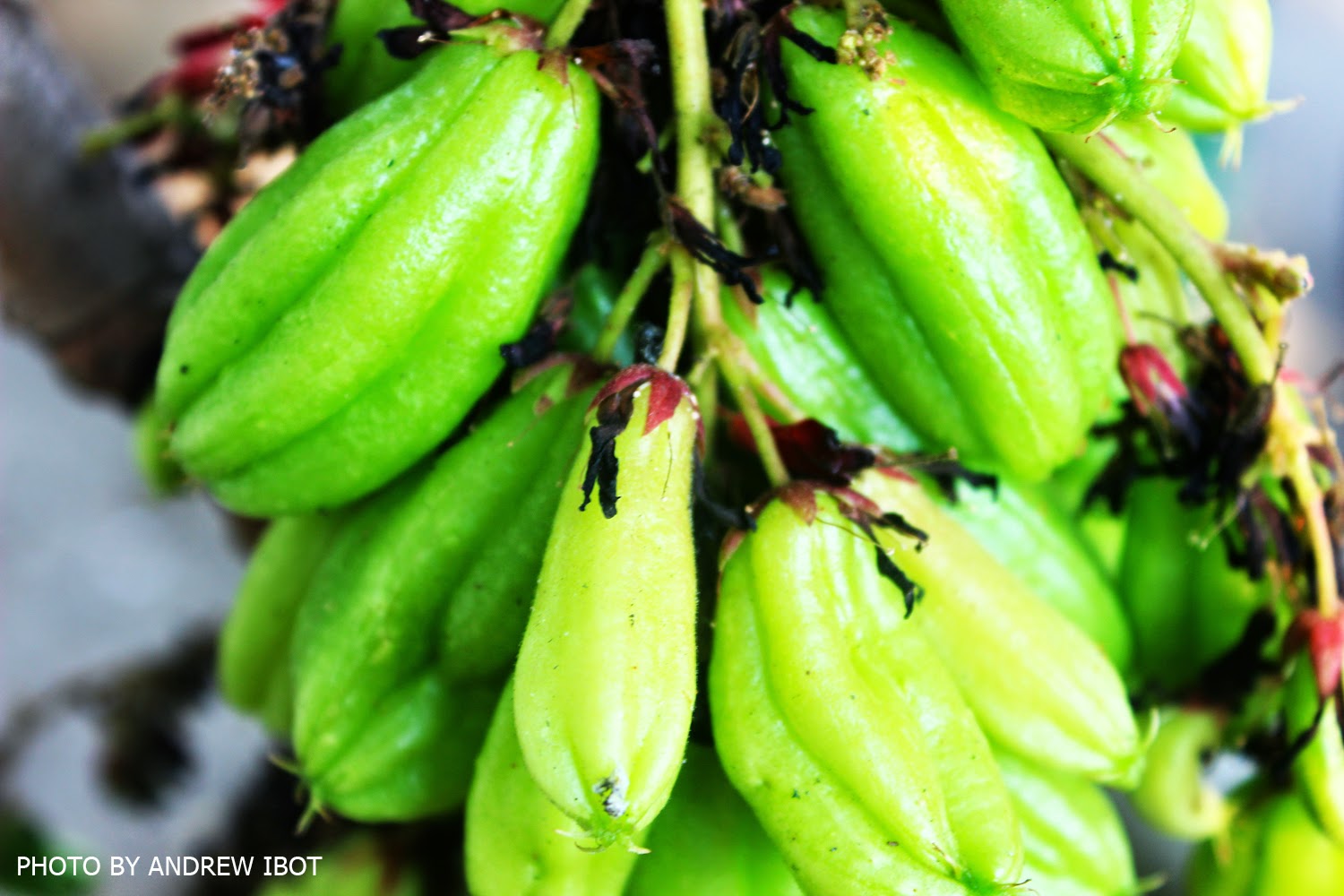 Ako si ANDREW IBOT!: Kamias (Averrhoa bilimbi)