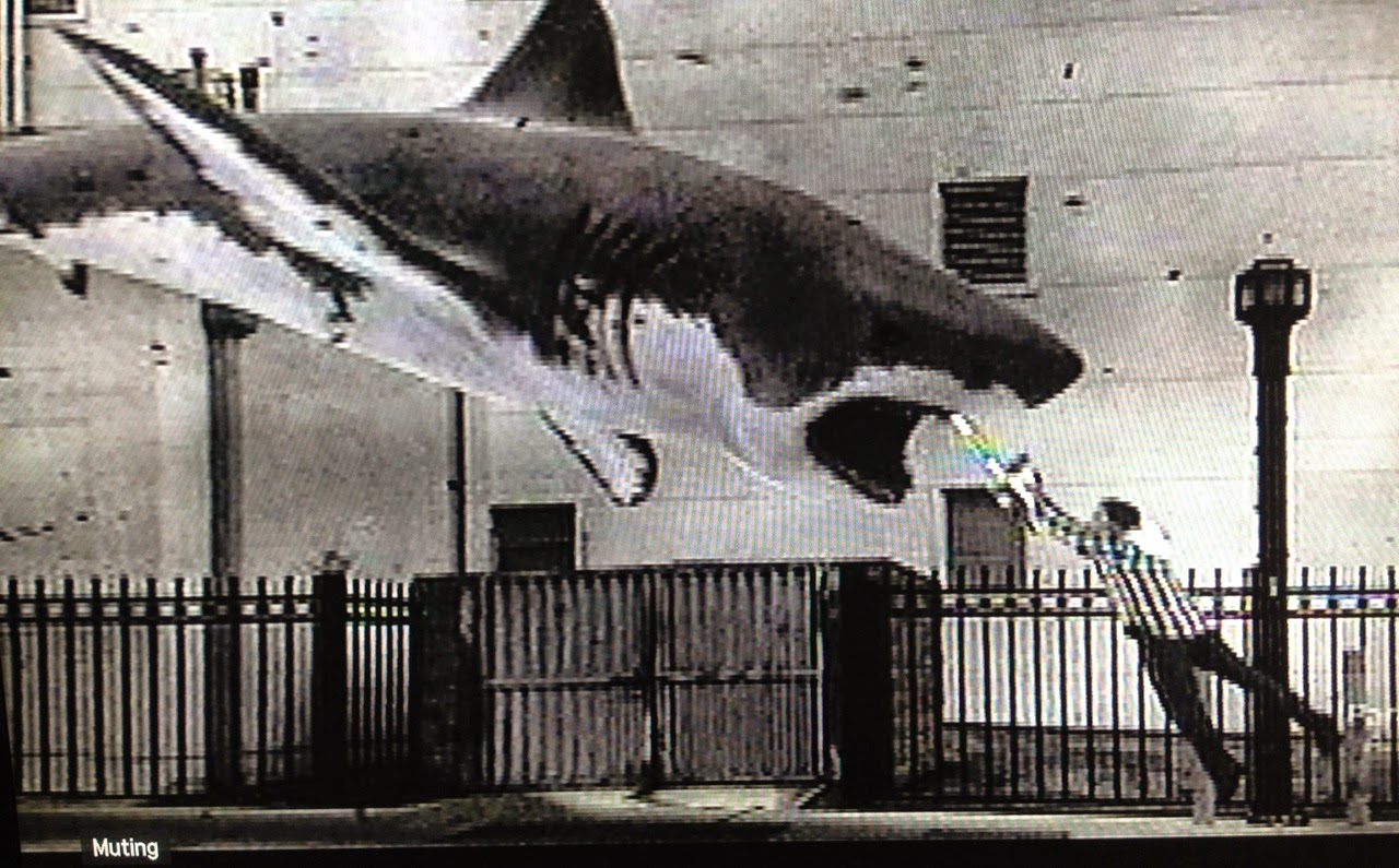 Life as an art form: Sharknado, schmarknado