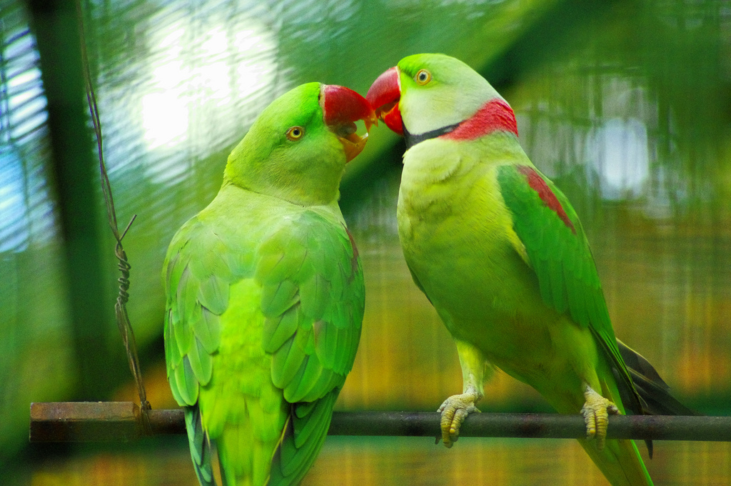 Cute Love Bird Colorful ( Parrot ) Images HD Wallpapers