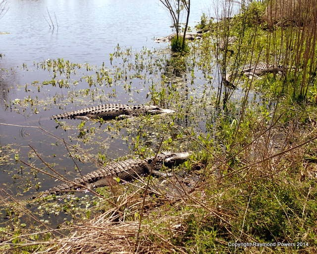 PURE FLORIDA: ALLIGATORS! Go To Paynes Prairie! Do It Now!