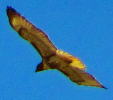 Foto Blog Puerto Rico: Fotos de Aves: Guaraguao, Falcón y Mas...