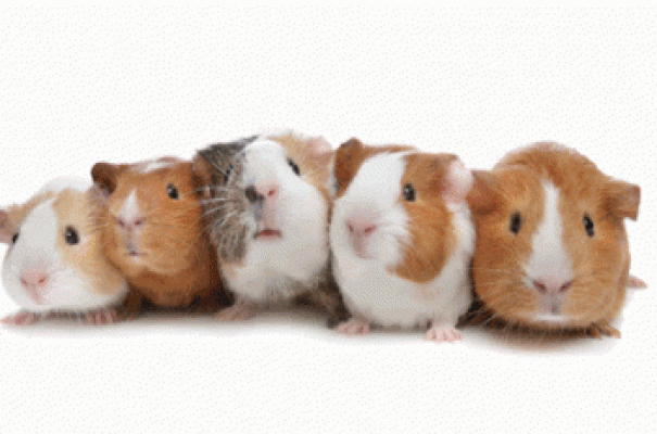 Etología y Bienestar Animal Udec 2014: MASCOTAS EXÓTICAS : Conducta ...