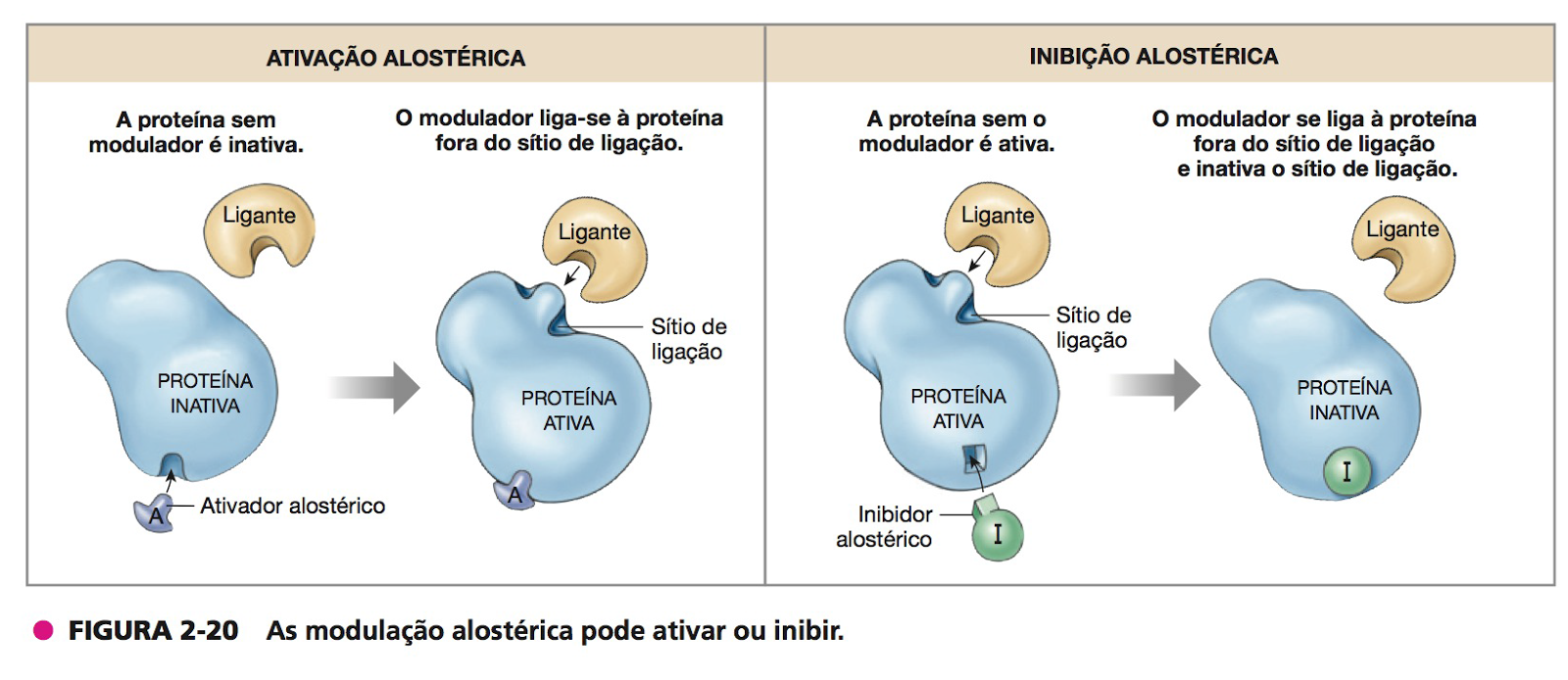 A modulação alostérica pode ativar ou inibir