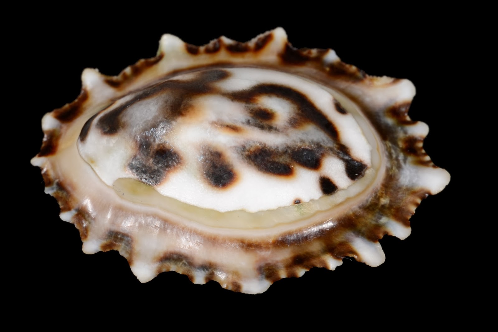 Dr. Lee's Gallery Museum: Lottia scabra 26.63mm