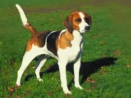 Dog Breeds: Dog Breeds