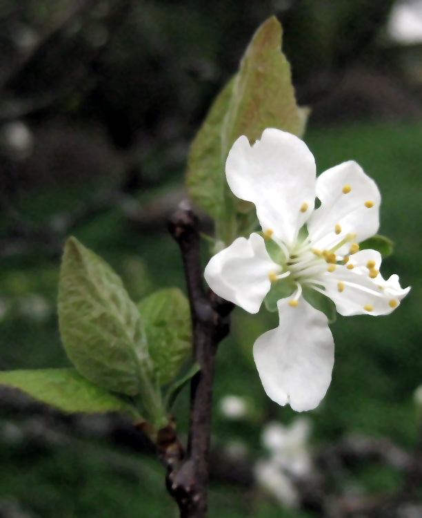 Puutarha rempallaan: Luumupuut