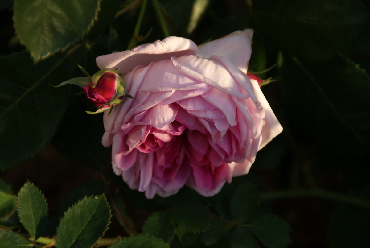 Organic Garden Dreams: April Roses