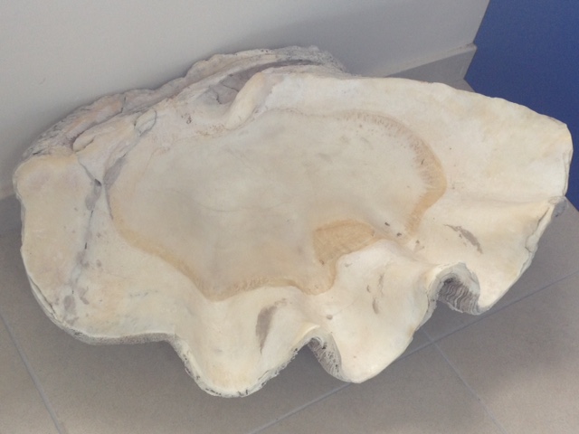 The Smarties Science Club: Sea Shell Museum, Corfu, Greece