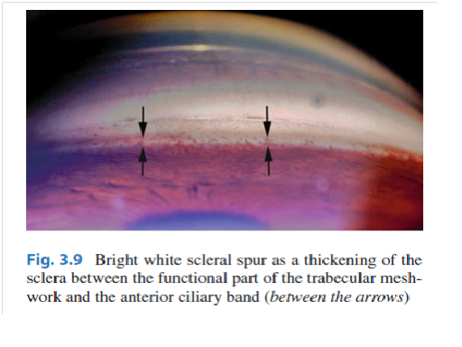 GLAUCOMA SPECIALIST BLOG: "THE GLOG"
