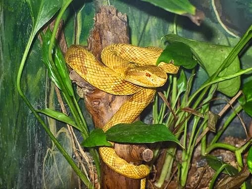 Did you know that There’s an island in Brazil that’s quarantined ...