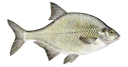 Susanne Holm: Fish, Fish and Fish