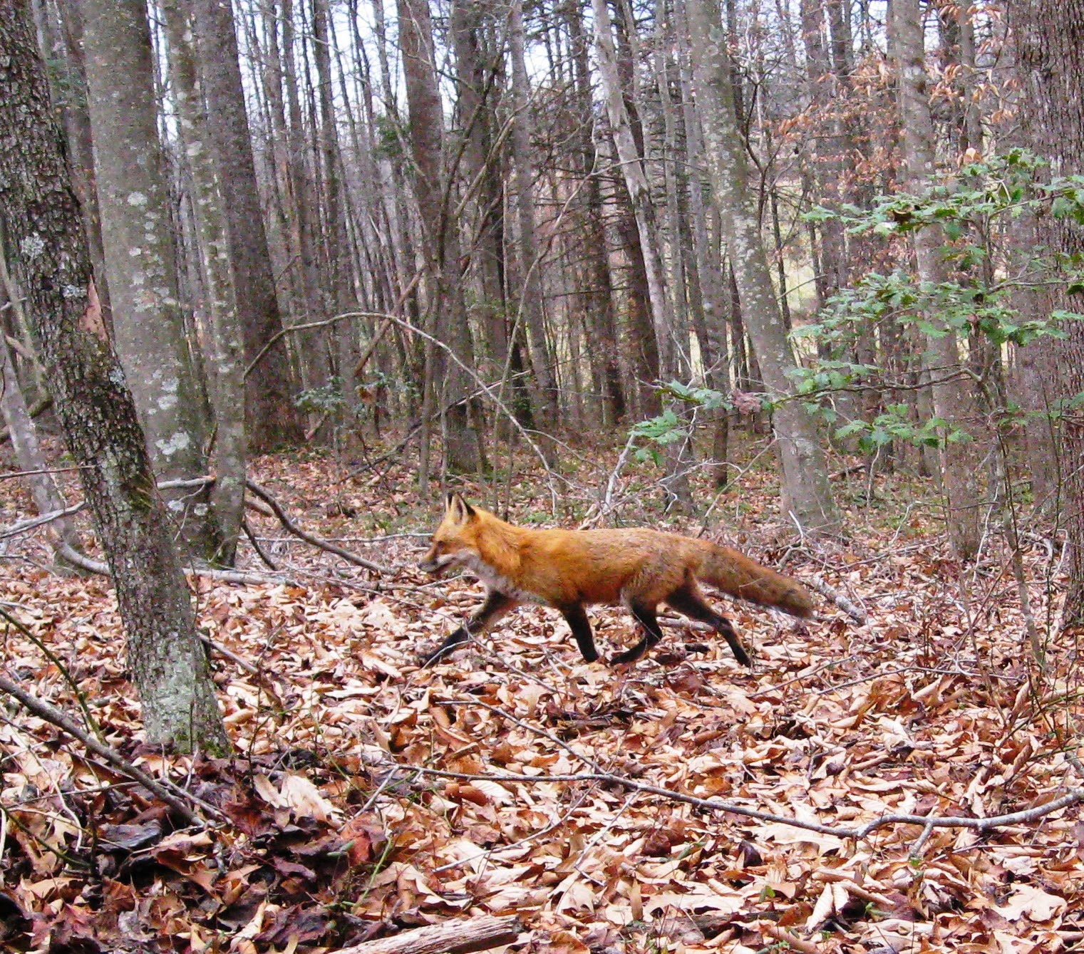 Capital Naturalist by Alonso Abugattas: Red Fox